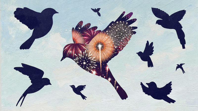 Spark Bird - This American Life