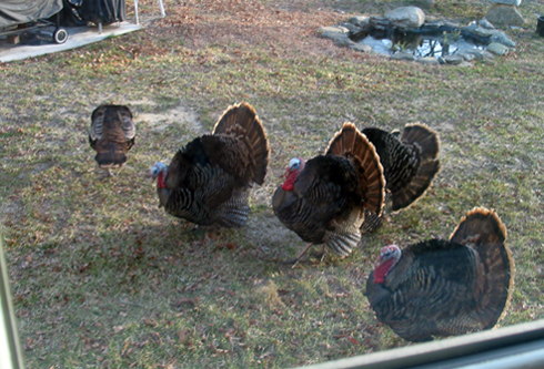 Tom the Turkey? No comment. - This American Life